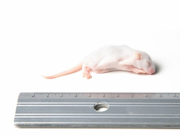 Fuzzy Maus – Die Mehlwurmfarm